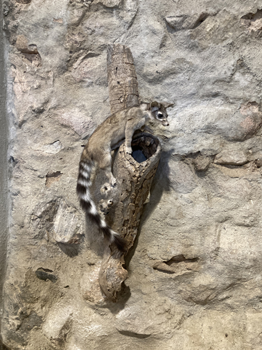 Stone Barn Nature Center Opens to Public Fanfare - Crescenta Valley Weekly