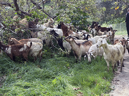 Goats: Keeping Glendale Fire-safe – One Blade of Grass at a Time ...